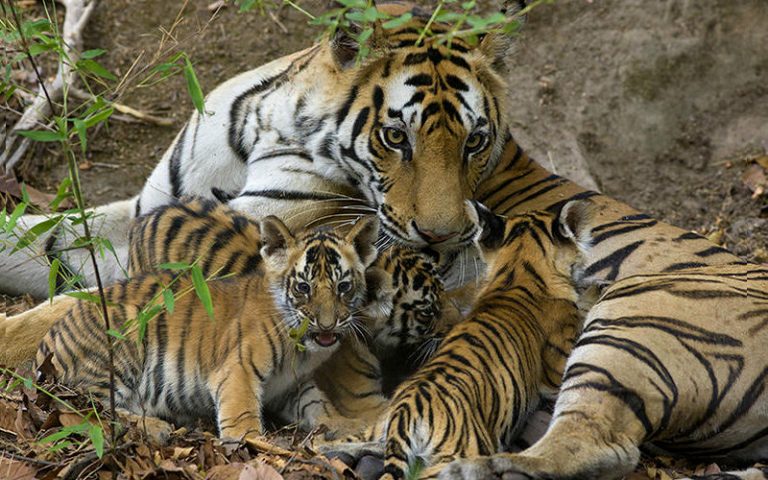Birth of Tiger Cubs in Bhandhavgarh National Park - Tigress with Her Cubs